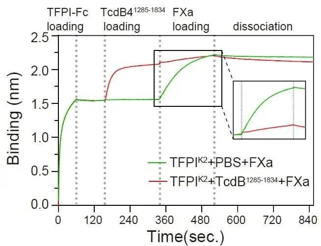 一文读懂利用生物膜干涉技术（BLI）进行竞争性结合实验_抗体_抗原_传感器