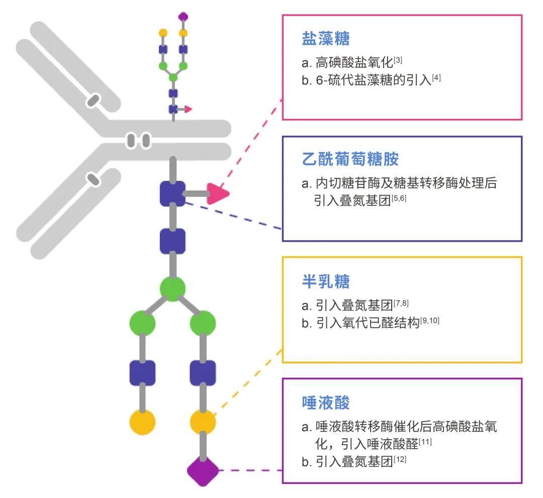 【皓元·技术】一文剖析：探索糖基化在药物偶联中的优势_抗体_定点_Endo-SH