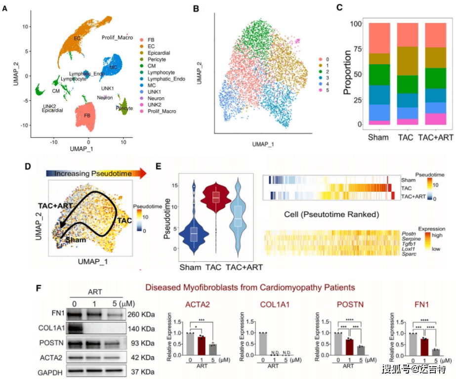 重磅｜青蒿琥酯ART靶向MD2蛋白刚刚登上Cell杂志_心脏_研究_MyoFB
