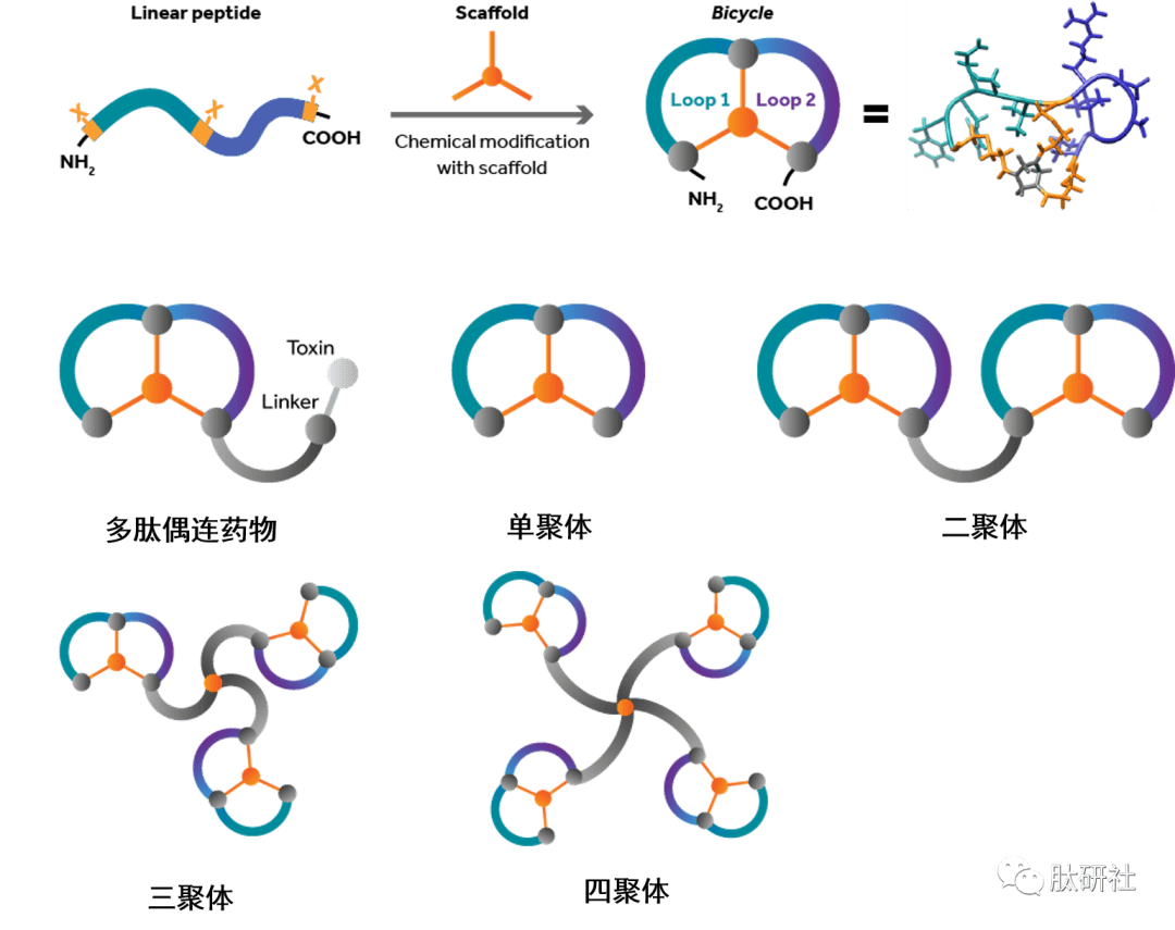 双环肽药物筛选引领者Bicycle Therapeutics_公司_合成_细胞