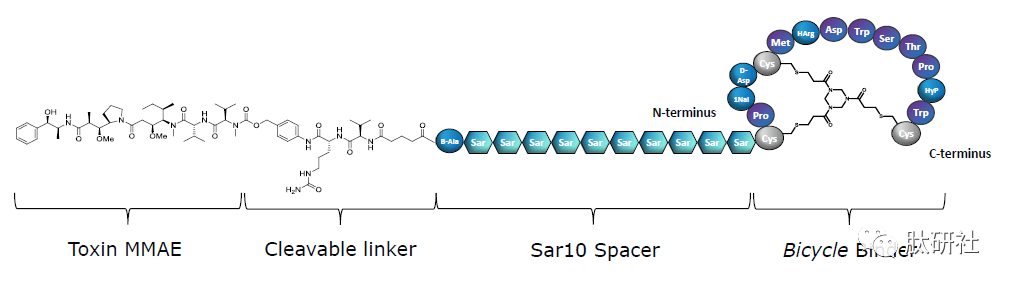 双环肽药物筛选引领者Bicycle Therapeutics_公司_合成_细胞