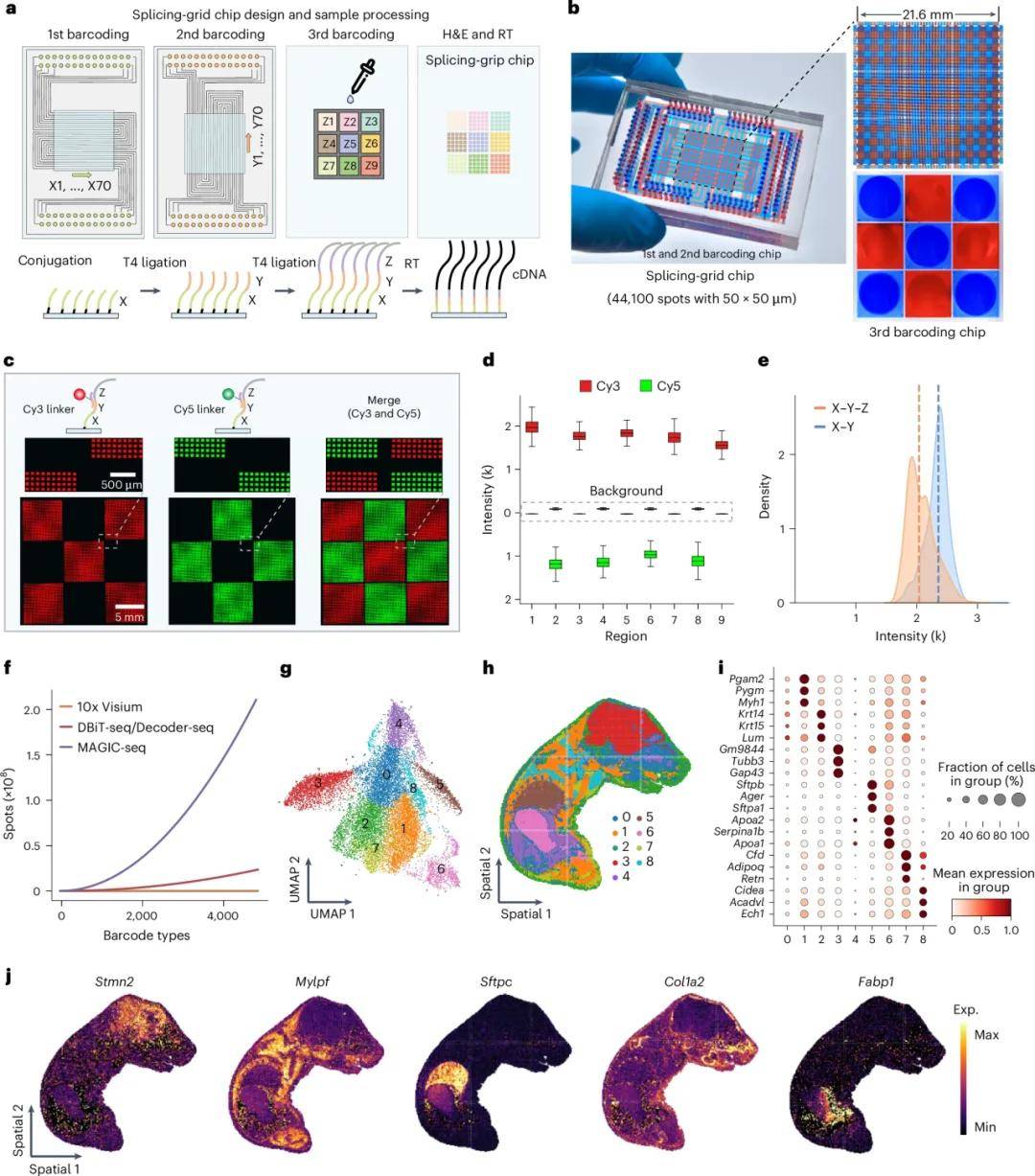 MAGIC-seq：基于定制化微流控芯片的空间转录组测序技术_组织_条形码_研究