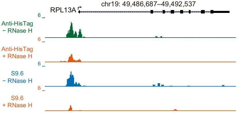 新应用 │ 国自然新热点：R-loop CUT&Tag实验指南_阴性_RNase_抗体