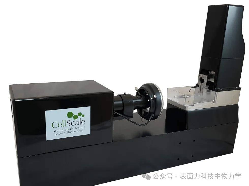 YAP-TEAD 1对细胞骨架动力学和细胞内张力的控制指导人多能干细胞中胚层特化_雅普_调节_机械