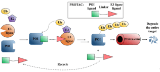 PEG衍生物和PROTAC Linker中不得不论的应用关系_linker_分子_影响