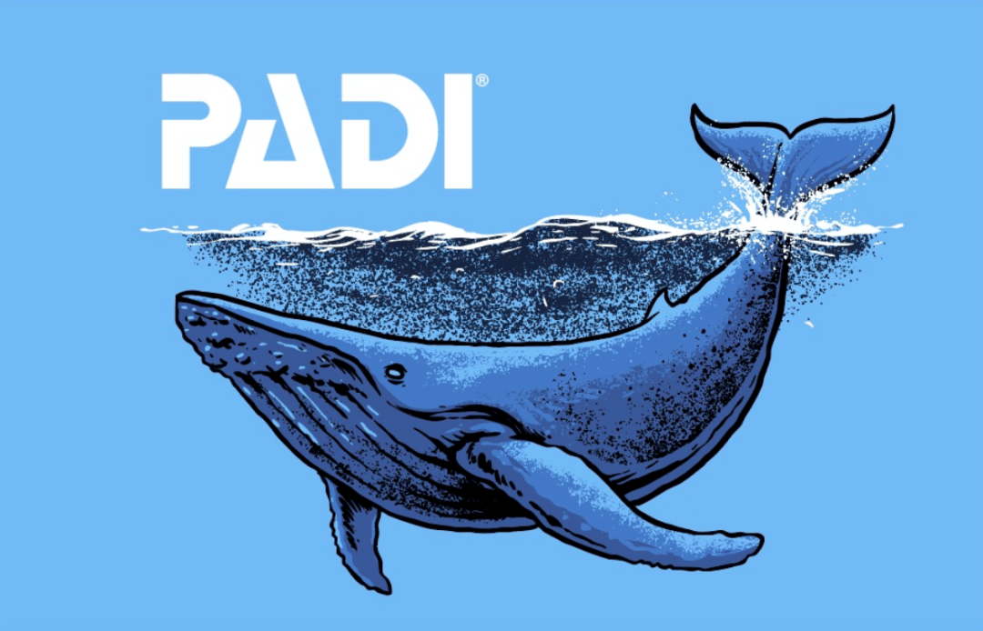 PADI Gear｜大翅鲸T恤全新登陆周边商城！_深海_生活_面料