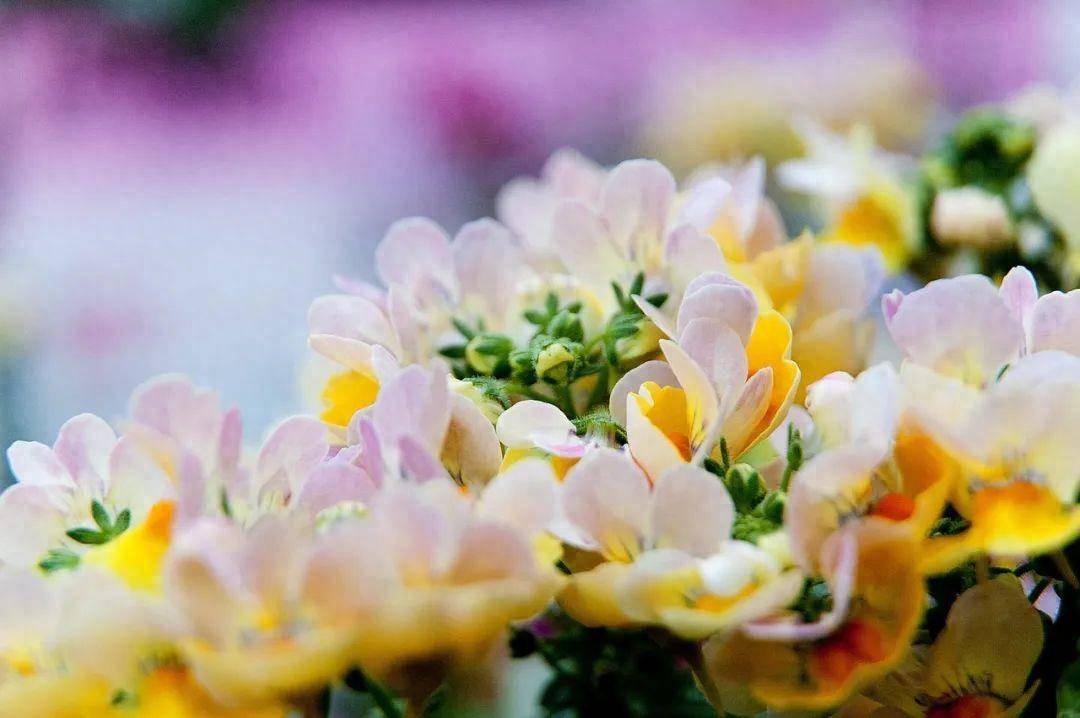 但行好事，不渡他人（值得一读）_商鞅_秦孝公_景监