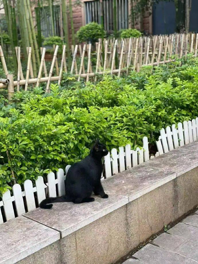 【猫咪领养】黑猫妹妹寻领养