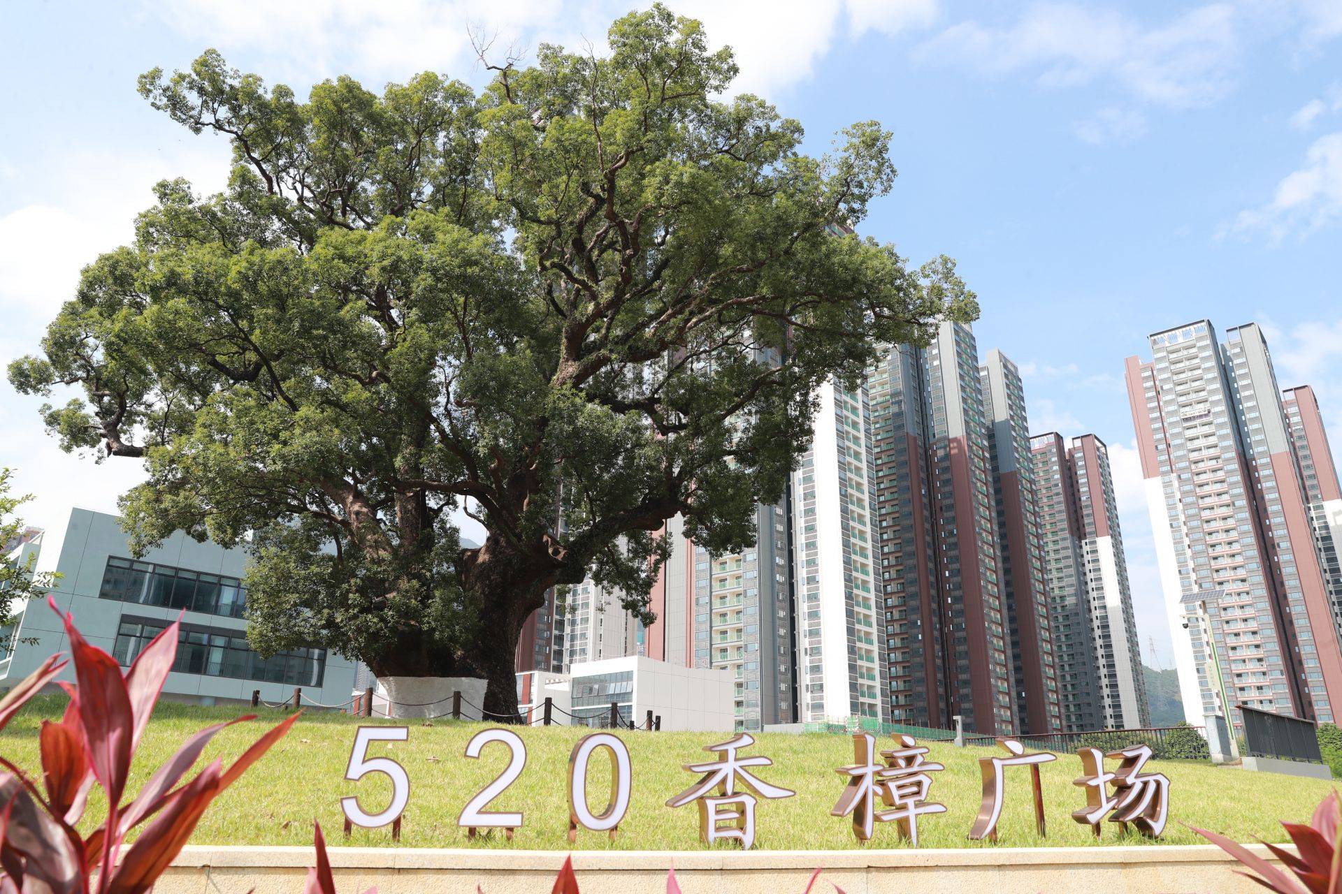 摩登深圳对百年古树的浪漫告白：守护“绿美”文化瑰宝与自然遗产_保护_名木_香樟