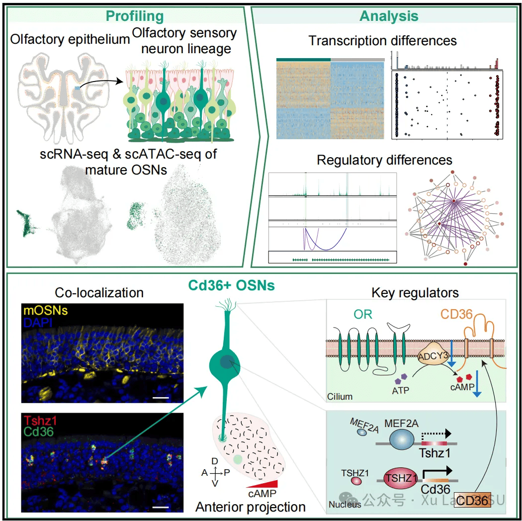 Cell Rep | 我院徐锦教授利用单细胞多组学揭示小鼠嗅觉神经元的细胞异质性及调控机制_研究_scRNA-seq