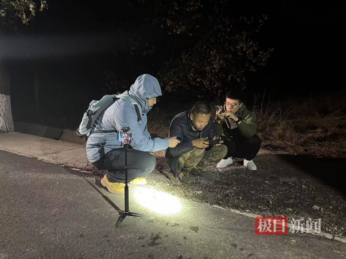 直击西吉野猪猎捕首日：有队伍一晚抓了三头野猪，突然降温增加猎捕难度_吉县_高先生_无人机