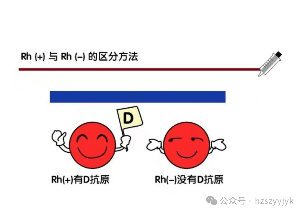 助力输血安全—了解Rh血型系统的重要性和精准输血_检测_抗体_抗原