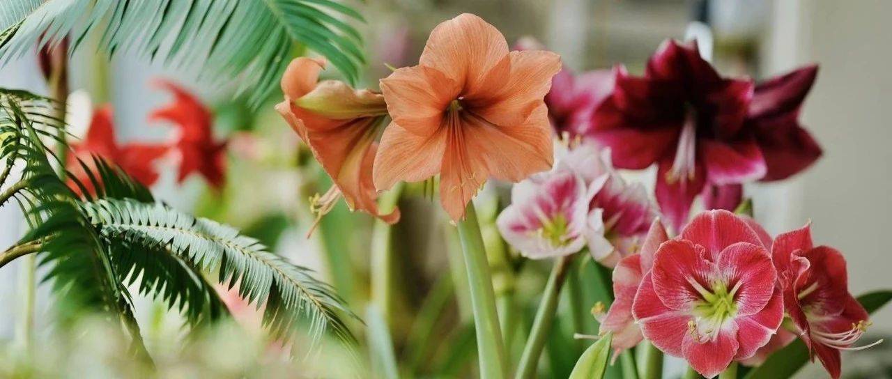 最好养的球根！60种朱顶红图鉴，全部都是盛世美颜！_cm_yecha_生长期