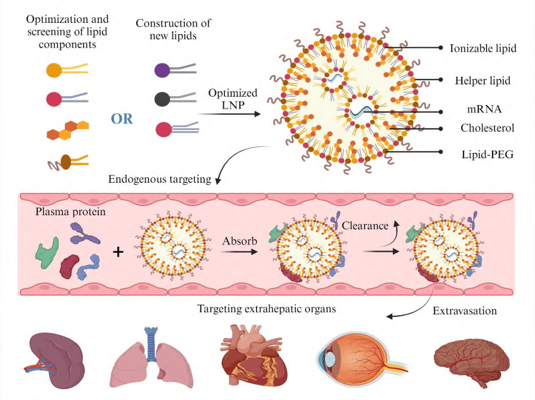 mRNA-LNP肝外靶向递送的研究进展_蛋白_药物_技术