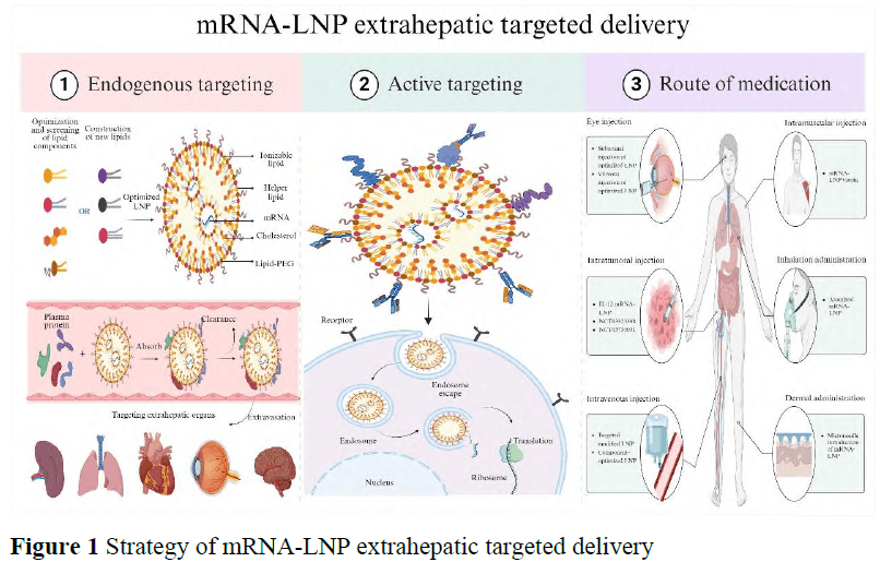 mRNA-LNP肝外靶向递送的研究进展_蛋白_药物_核糖核酸