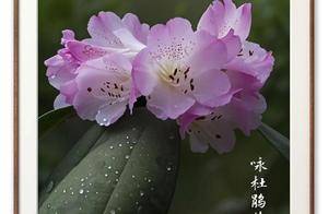 杜鹃啼血处 人间四月天——瓦屋山秘境寻芳记_杜鹃花_花瓣_海拔