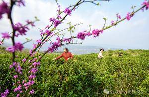 湖南茶山秘境：在云雾与茶香中邂逅春天_Shimen_Tea_带着