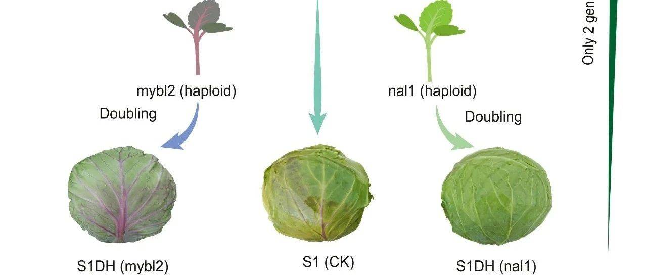 中国农业科学院蔬菜花卉所成功应用HI-Edit技术获得无转基因成分理想花青素含量甘蓝材料_HI-edit_诱导_单倍体