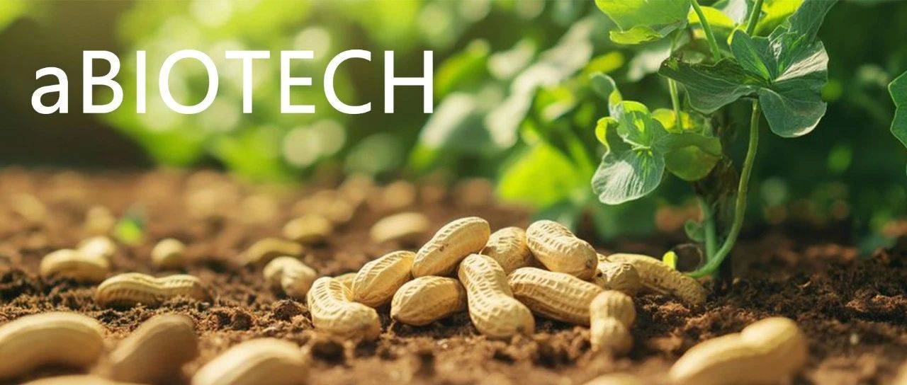 aBIOTECH | 刘晓芹团队利用花生内源Ubiquitin4启动子实现高效转基因表达与多位点CRISPR编辑_Cas_研究_遗传