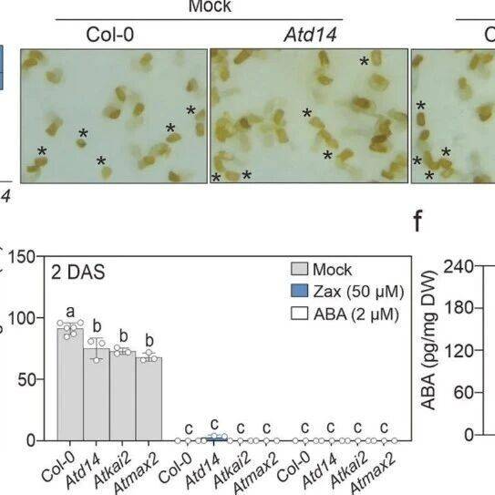 Nature Communications | 植物生长调节剂Zaxinone作用新机制——充当“冒牌货”，干扰独脚金内酯信号_结构_合成_通路