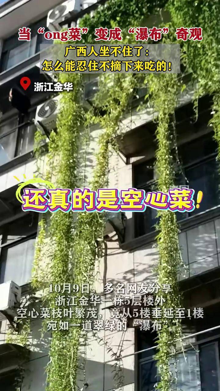 当“ong菜”变成“瀑布”奇观，广西人坐不住了：怎么能忍住不摘下来吃的！空心菜 广西 美食 绿植 7392