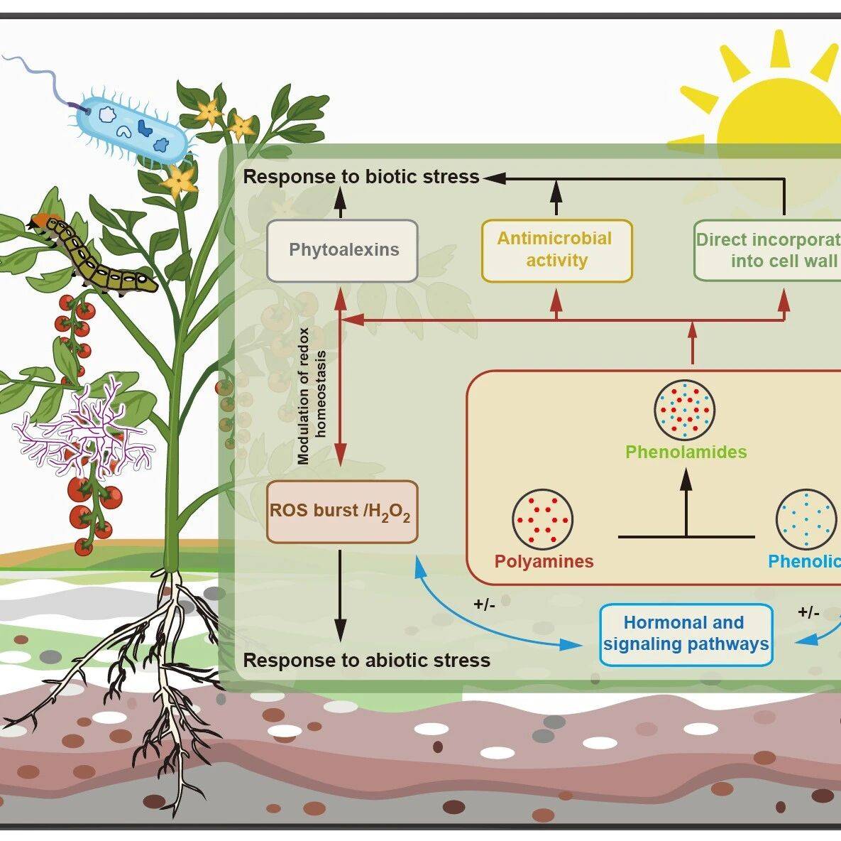 Trends Plant Sci | 海南大学王守创团队与合作者发表重要综述：酚胺—植物适应环境的“代谢建筑师”_调控_研究