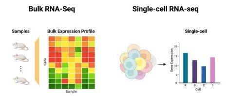 低投入高性价比发文策略：单细胞与普通转录组关联分析_scRNA-seq_bulk_基因