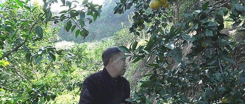 爽爽贵阳·大爱筑城丨自强风采录_洪平_果园_生活