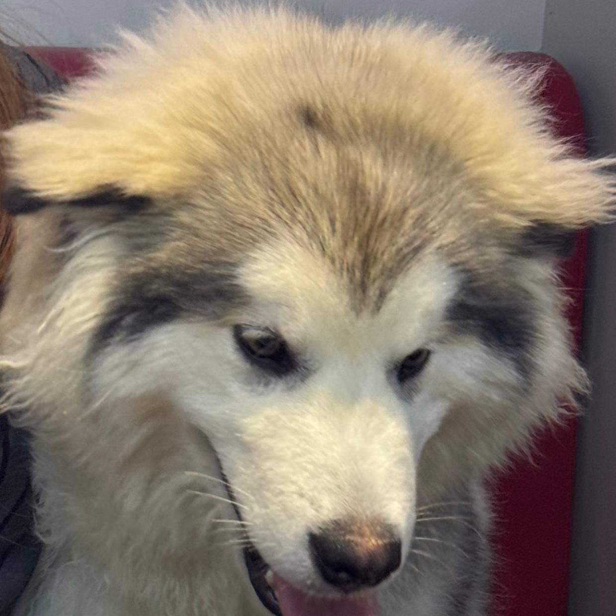 现代途胜：外观动感，配置丰富，韩系 SUV 轿车_搜狐汽车_搜狐网