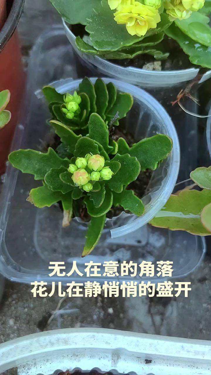 静谧角落里，花儿悄然绽放，生机盎然。#头条视频激励企划#