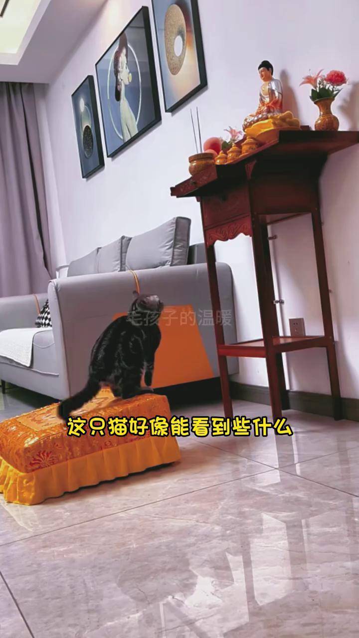 这猫是不是看到空气中“奇怪”的东西！